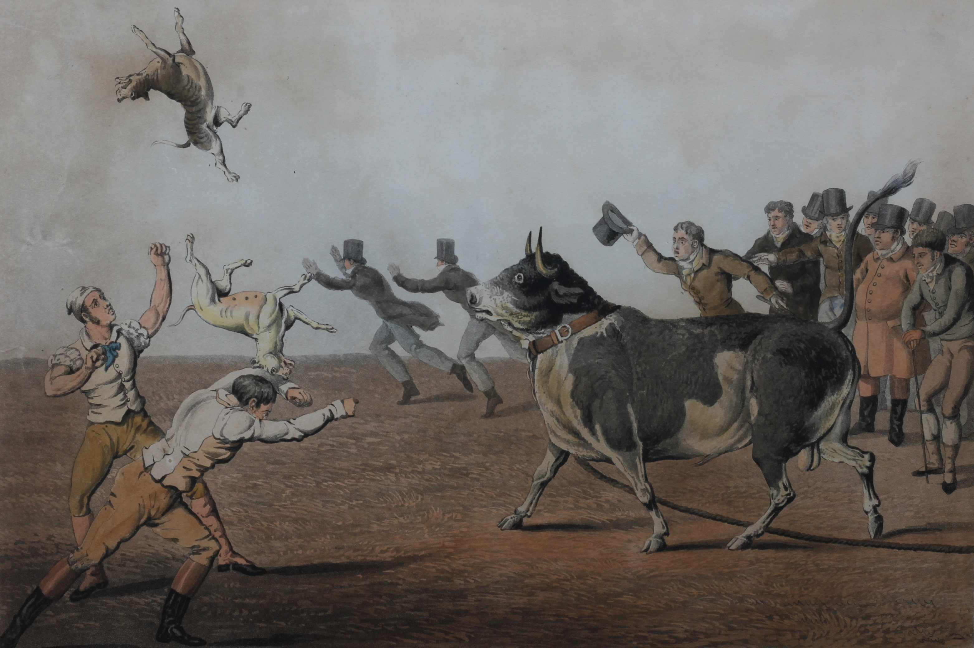EARLY 19TH CENTURY AQUATINT, 'Bull Broke Loose' 'Designed by an Amateur ...
