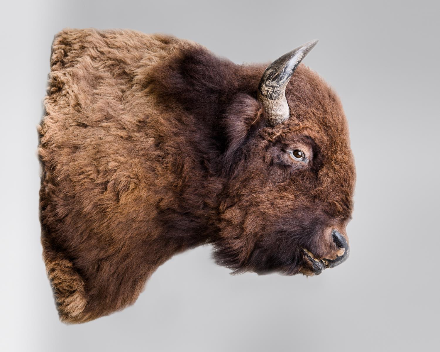 A LARGE AND IMPRESSIVE TAXIDERMY WOOD BISON SHOULDER MOUNT WITH REAL ...