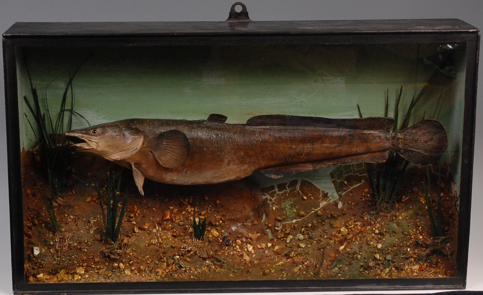 A cased taxidermy burbot or eel pout, preserved by W Campbell of ...