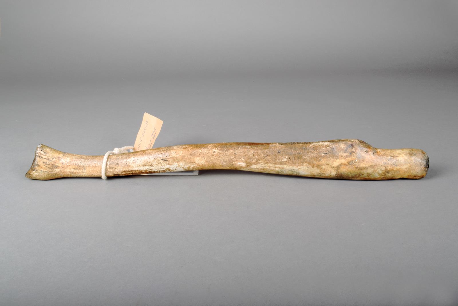 λ An Inuit Oosik club, walrus penis bone, 52cm long.