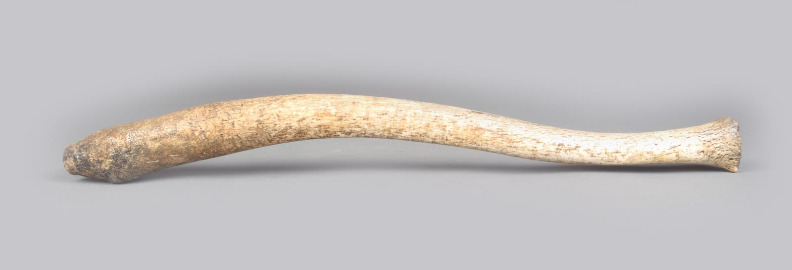 λ An Inuit Oosik club, walrus baculum (penis bone), 19th century, 55 ...