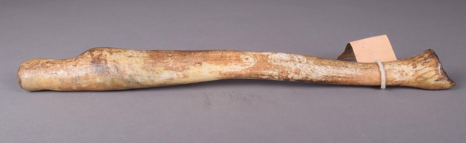 λ An Inuit Oosik club, walrus penis bone, 52cm long.