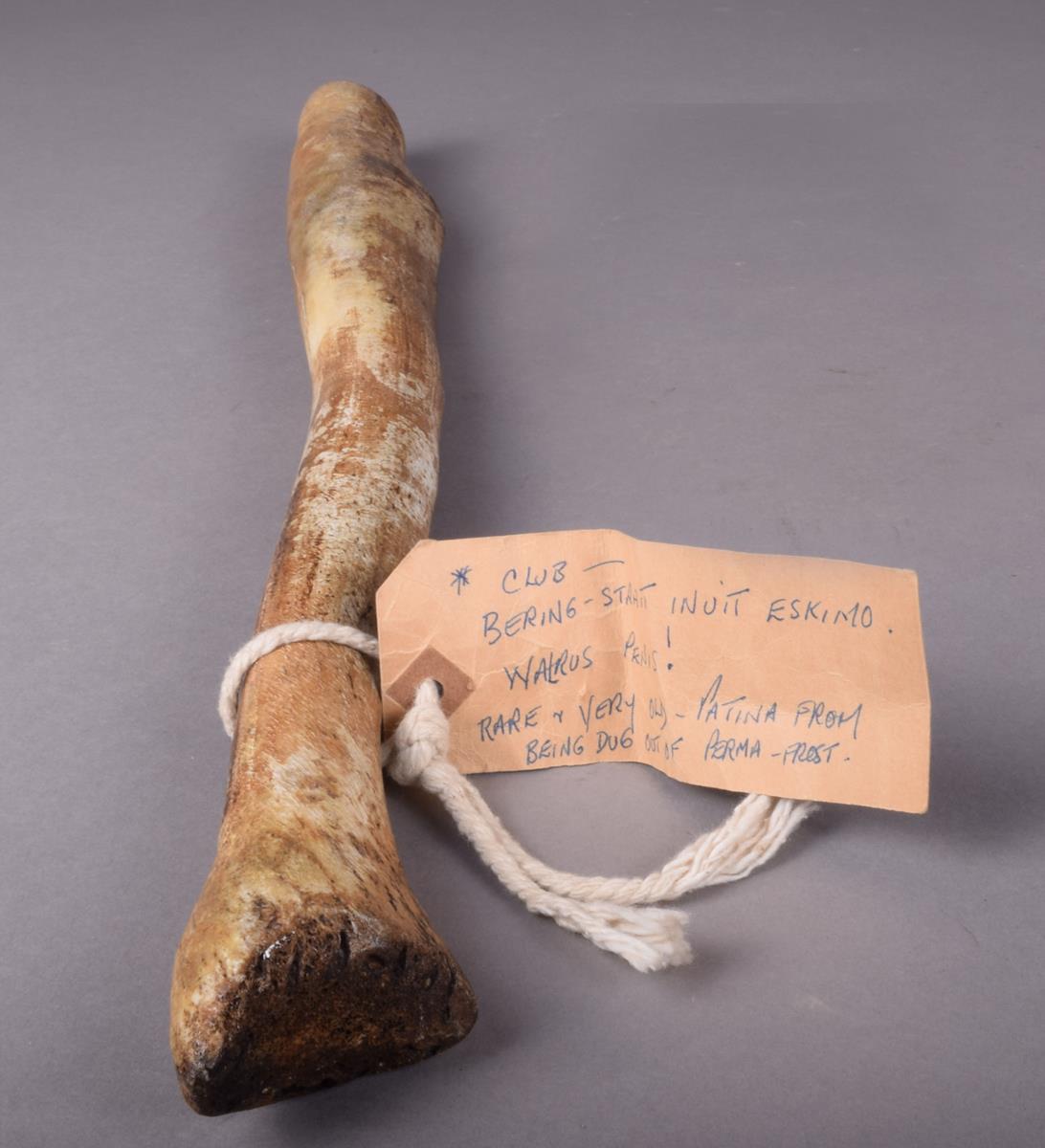λ An Inuit Oosik club, walrus penis bone, 52cm long.