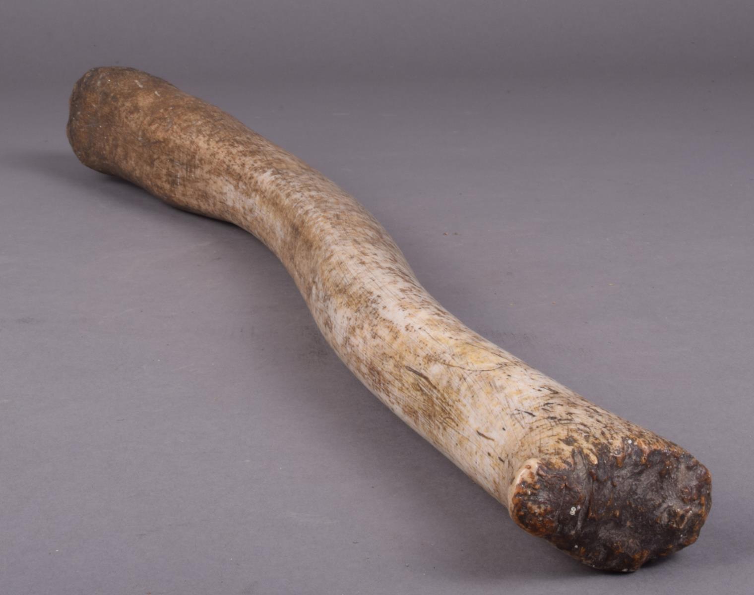 λ An Inuit Oosik club, walrus baculum (penis bone), 19th century, 55 ...