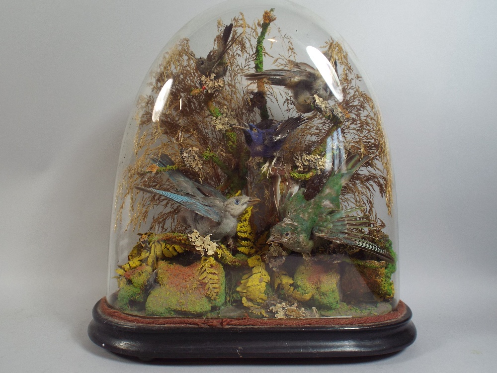 A Victorian Taxidermy Diorama of Birds in Naturalistic Setting under ...