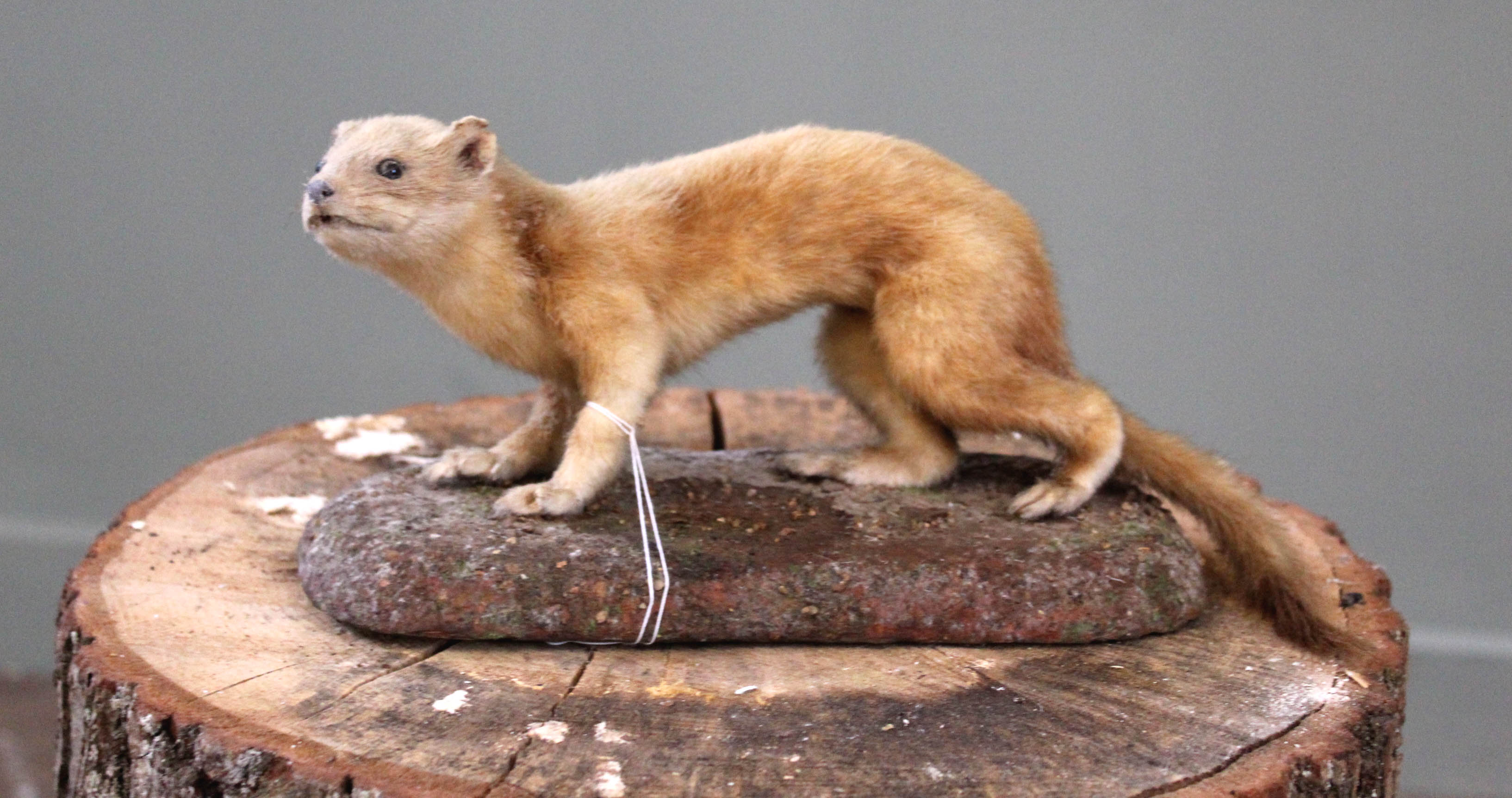 A taxidermy Stoat on wooden base