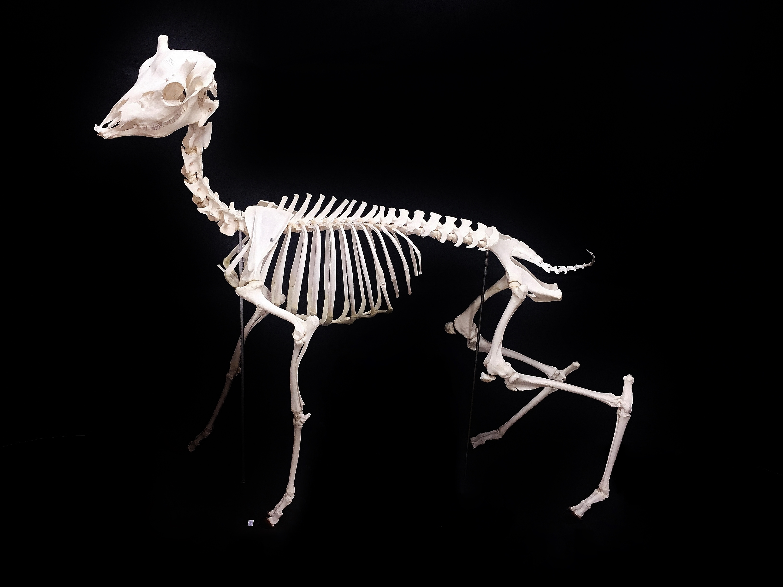 A standing skeleton of a young fallow deer buck, approximately 110 cm tall.