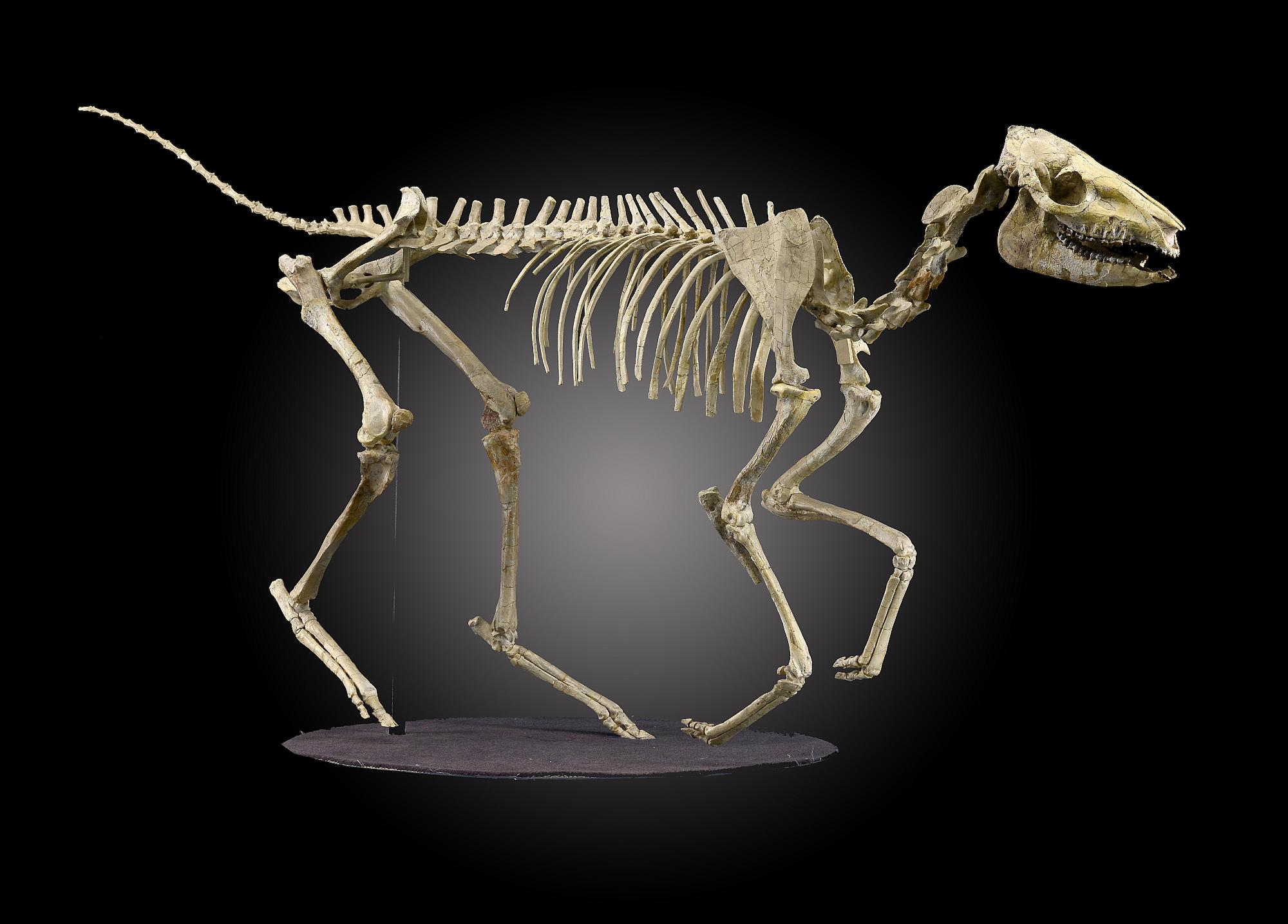 Fossil skeleton: A rare fossilised Eohippus skeletonSouth Dakota, early ...