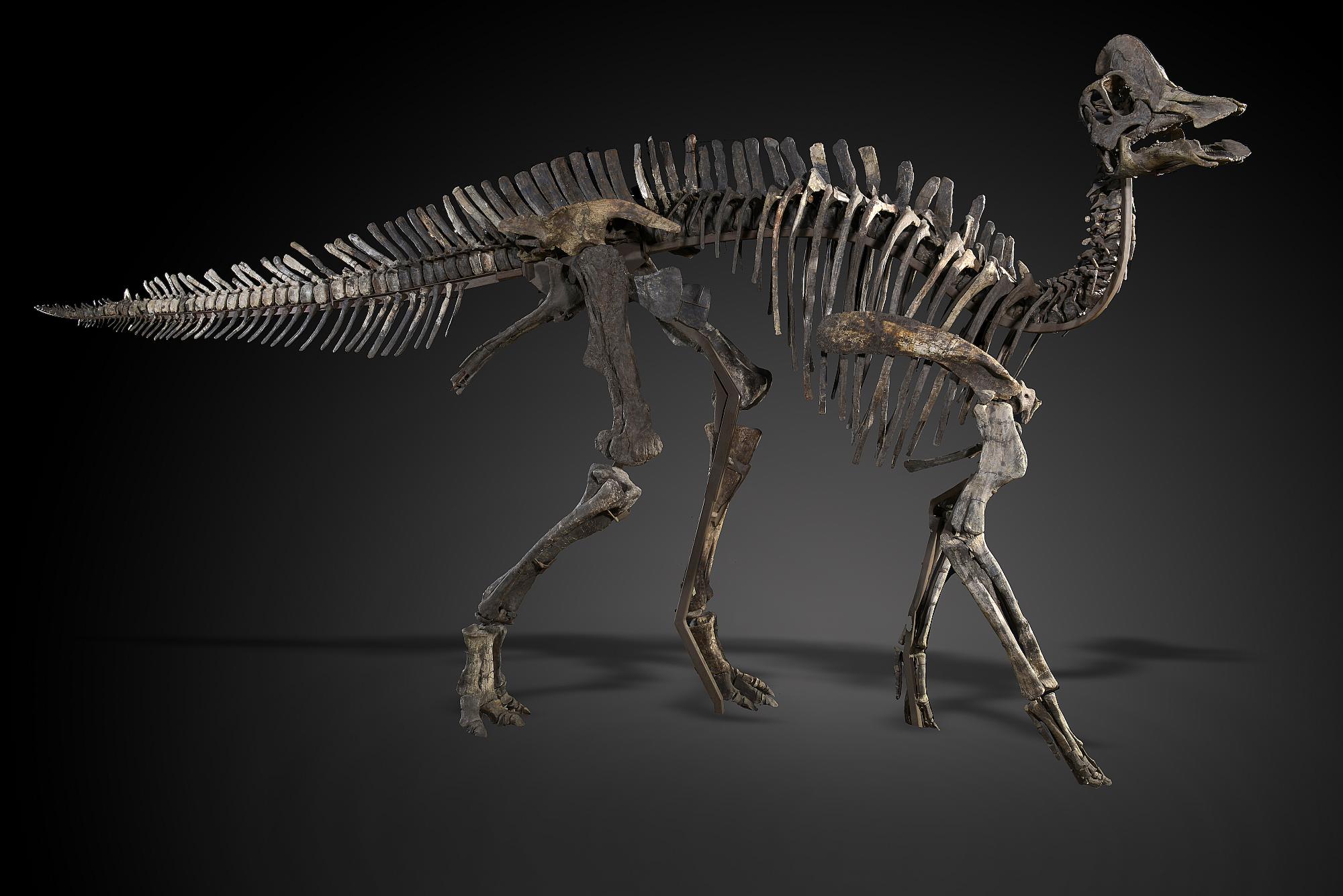 Dinosaur: Freya: A fossilised Hypacrosaurus stebingeriMontana, late ...