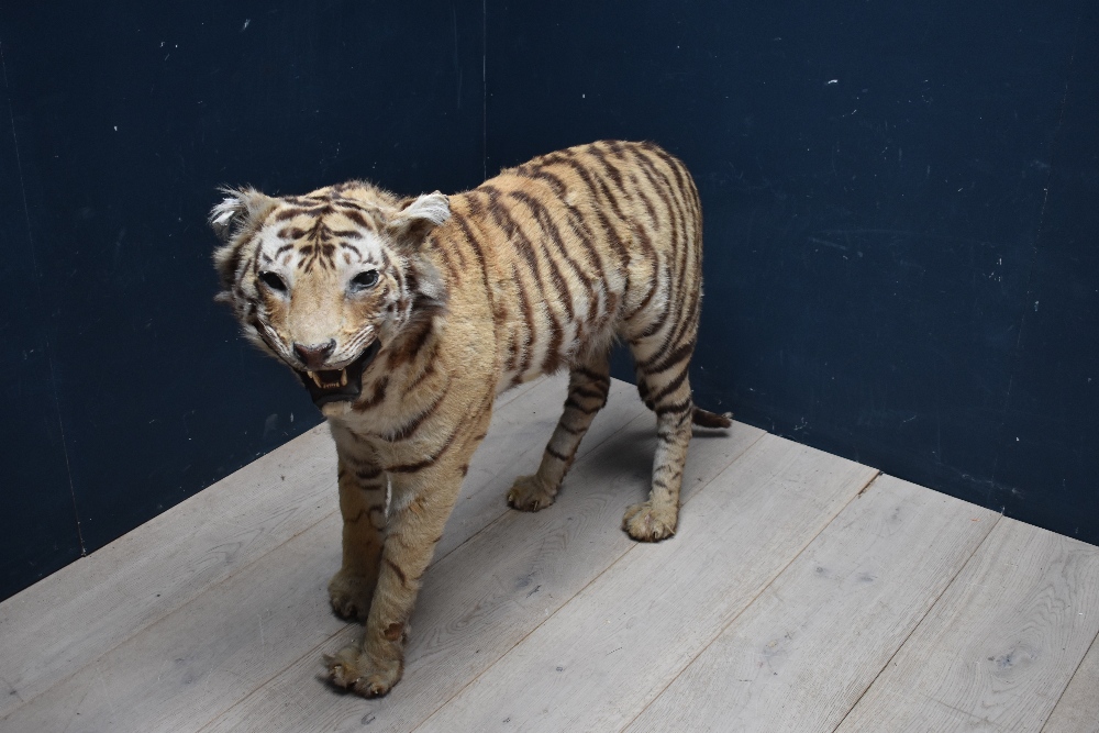 Victorian taxidermy of mid size tiger 78H x 119L cm (some wear to the ...