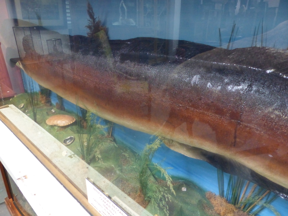 Taxidermy: A conger eel, British Boat Record, 110lb 11oz, captured ...