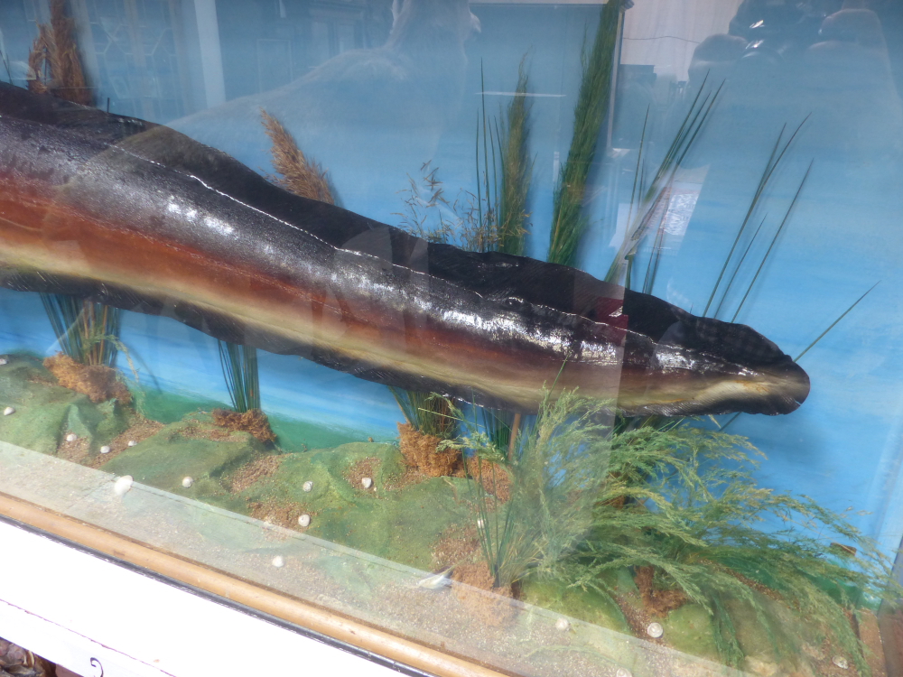 Taxidermy: A conger eel, British Boat Record, 110lb 11oz, captured ...
