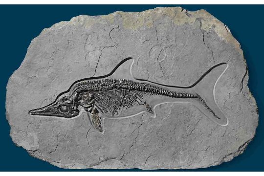A BABY ICHTHYOSAUR LYME REGIS, DORSET From the Jurassic ( 201-145 ...