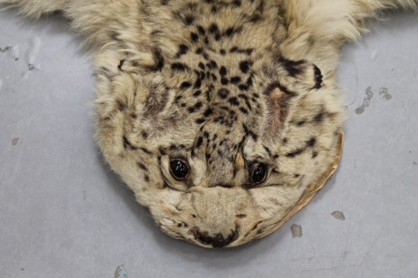 Taxidermy - early 20th century Snow Leopard skin rug with head mount ...