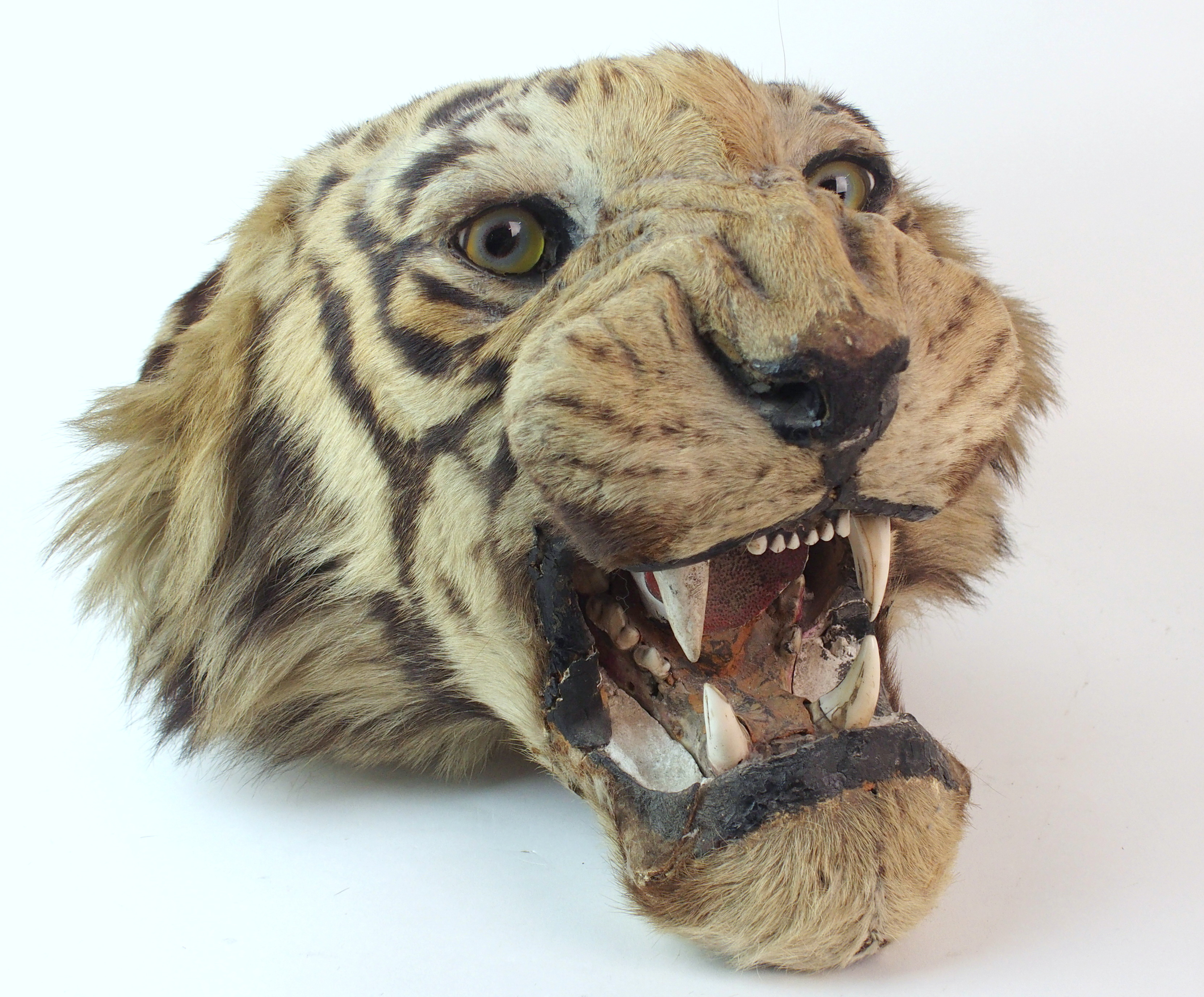 *WITHDRAWN* A taxidermy tigers head mounted at neck on a wood base, the ...