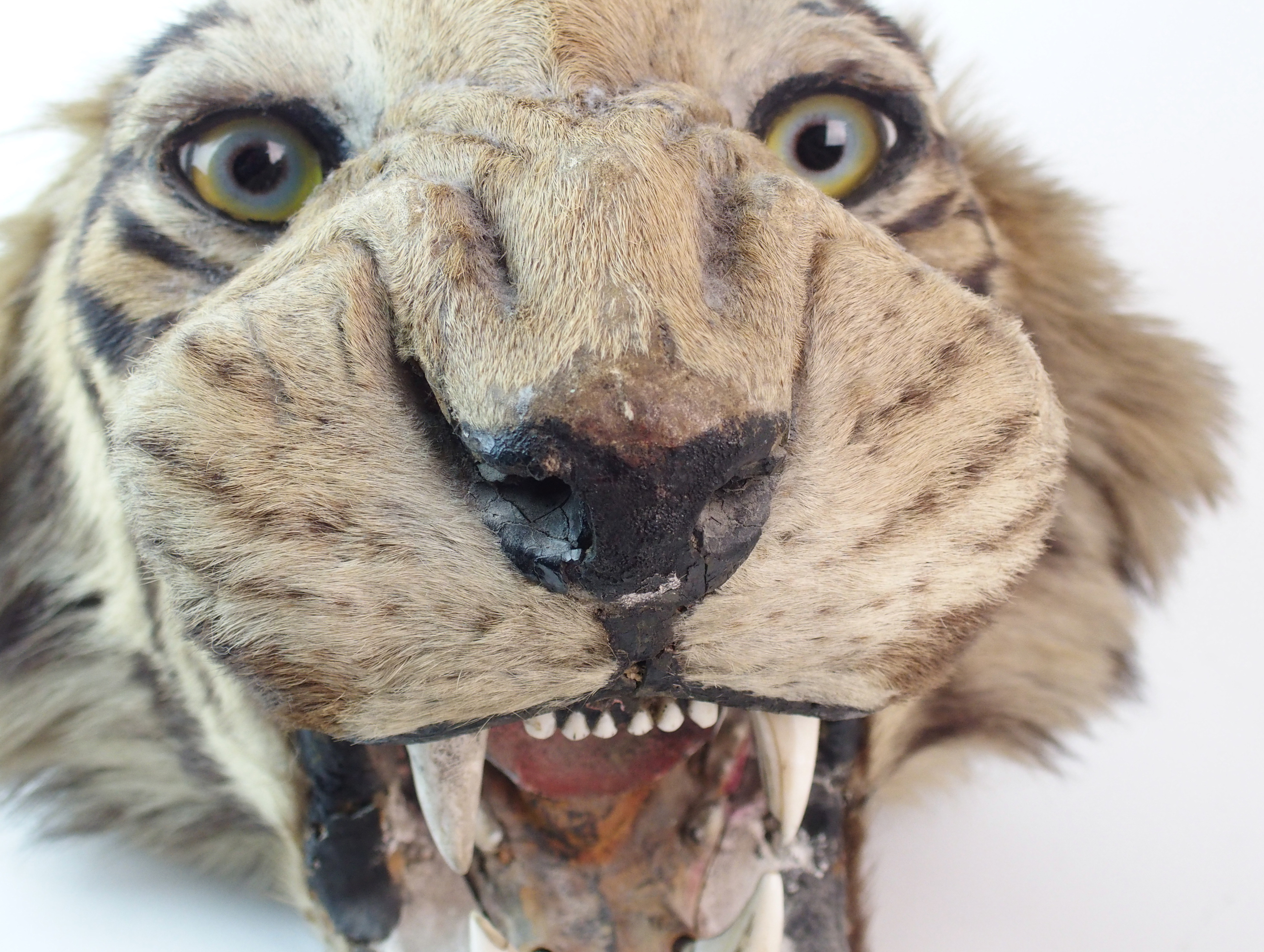 *WITHDRAWN* A taxidermy tigers head mounted at neck on a wood base, the ...