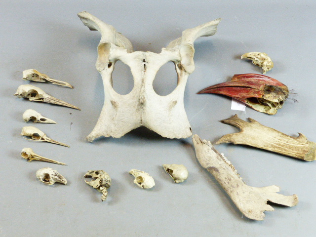 A BOVINE PELVIC BONE "MASK" TOGETHER WITH A QTY OF BIRD SKULLS HORNBILL ...
