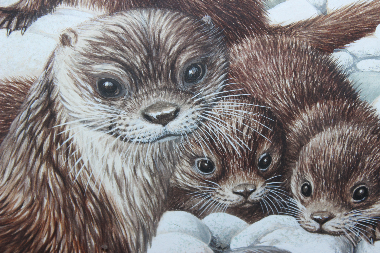 David Parry - Study of Otters, watercolour, signed, 49cm x 40cm, within ...