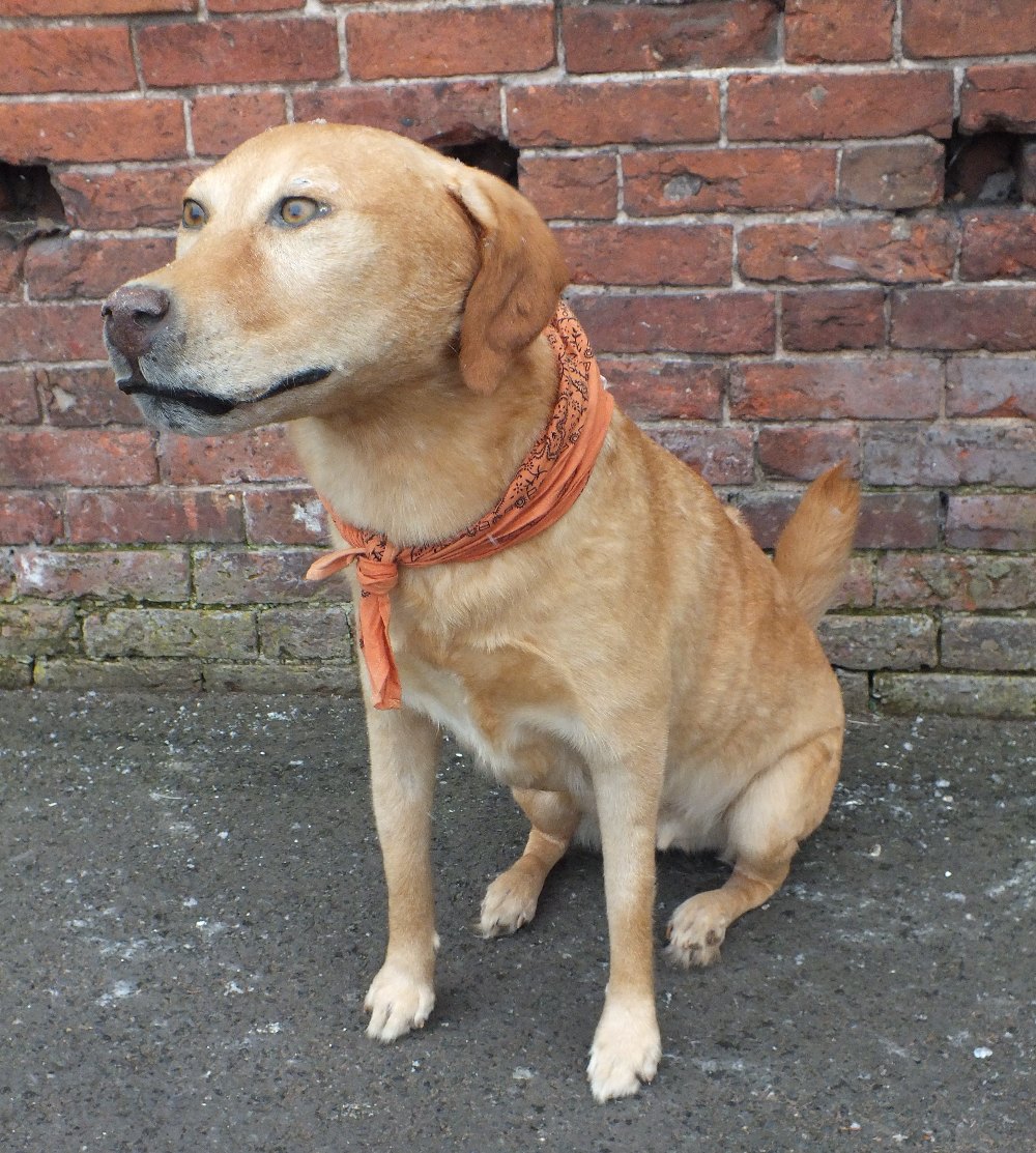 TAXIDERMY - GOLDEN LABRADOR, in seated position, H 77 cm