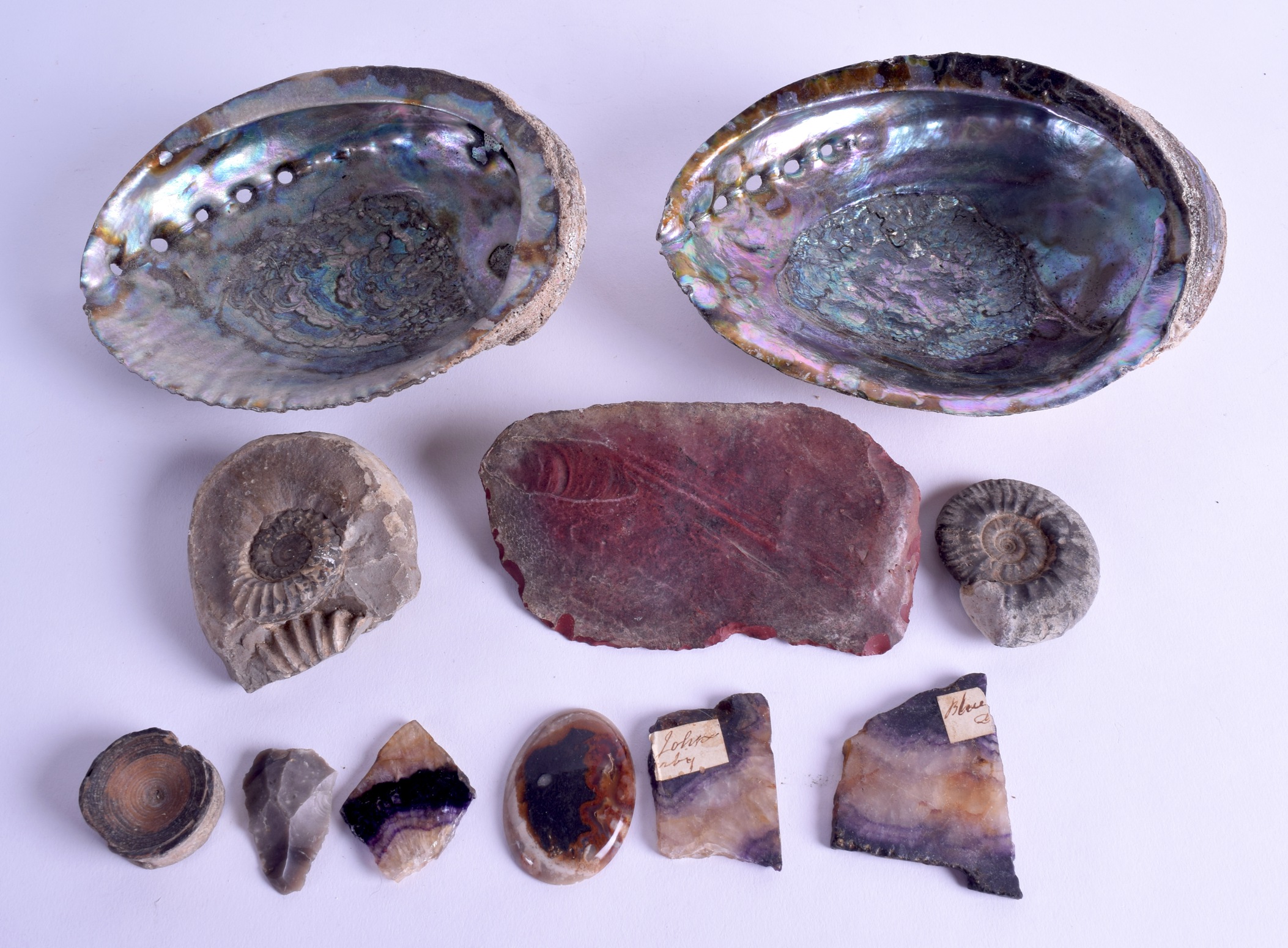 AN UNUSUAL PAIR OF VINTAGE ABALONE SHELLS together with various fossils ...