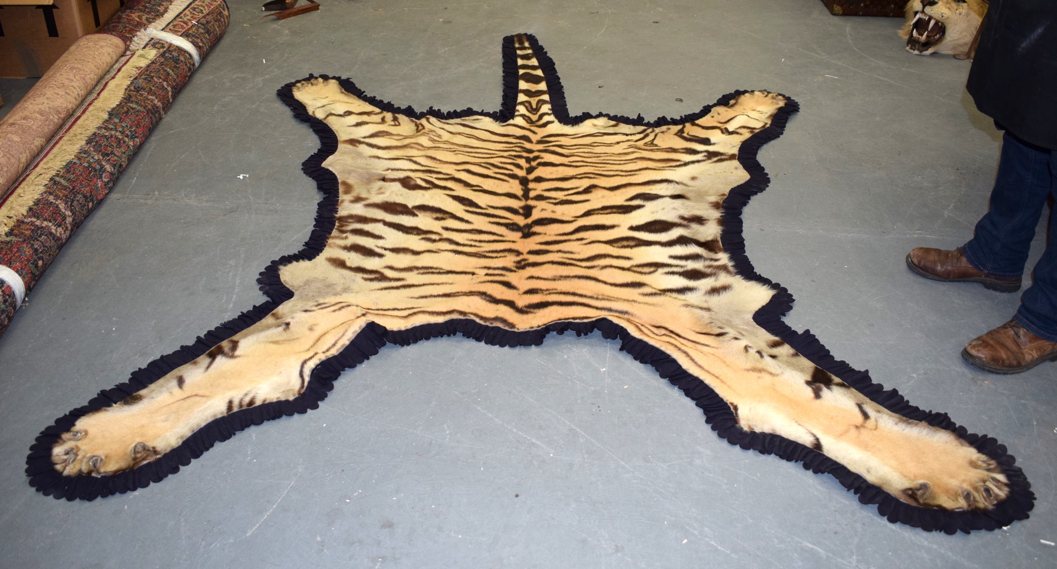 AN EARLY 20TH CENTURY TAXIDERMY TIGER SKIN RUG. 210 cm wide. 190cm Head ...