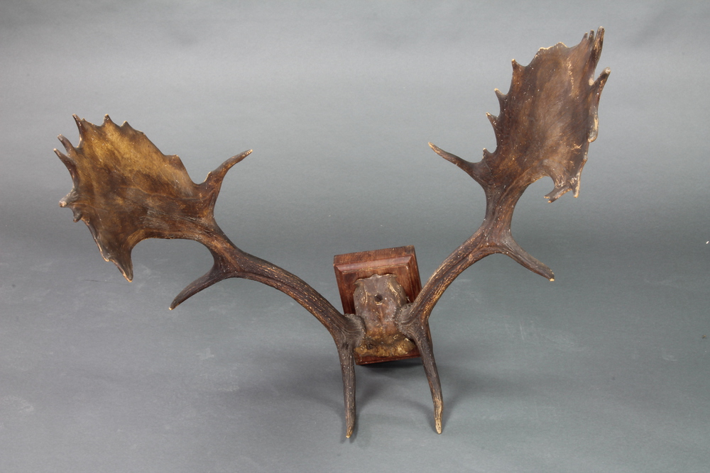 A pair of fallow deer antlers mounted on an oak plaque 70cm x 67cm x 26cm