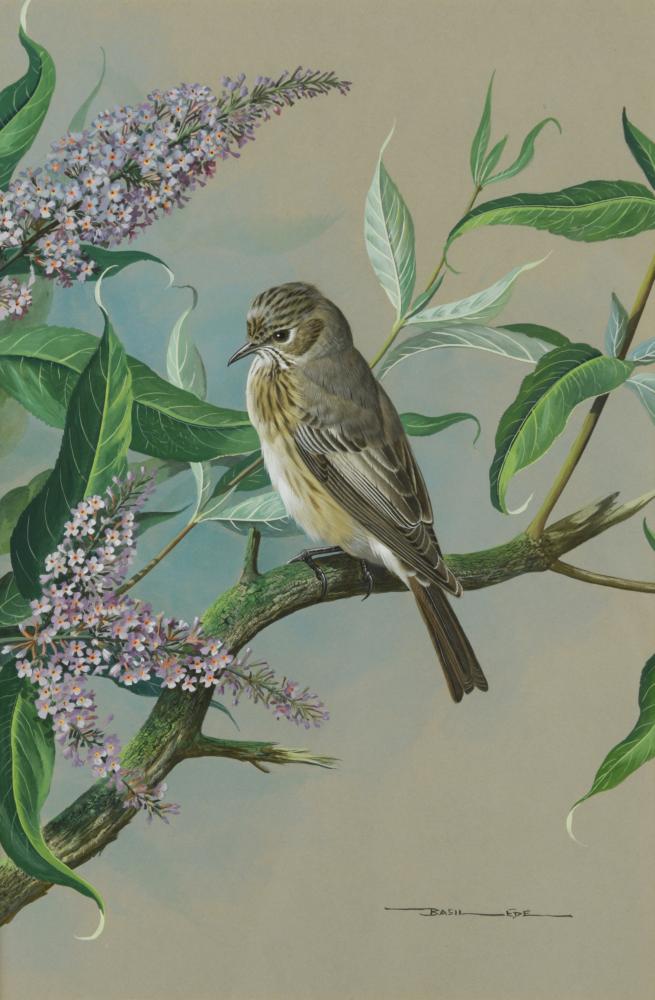 § Basil Ede (British, 1931-2016) Spotted flycatcher on a Buddleia ...