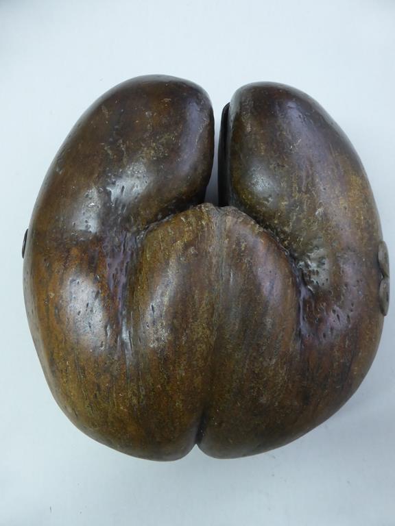 COCO DE MER SEED POD, CUT, POLISHED AND HINGED, APPROX. 33cm