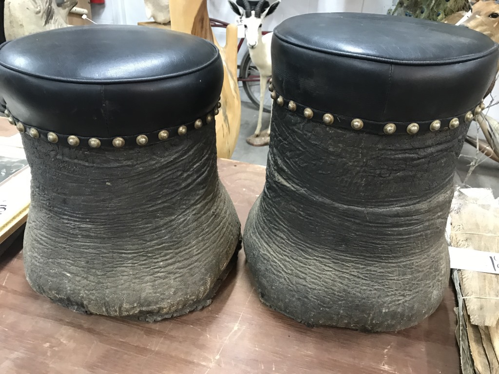 2 Elephant Foot Stools (2X$) (US Res Only) (Taxidermy)