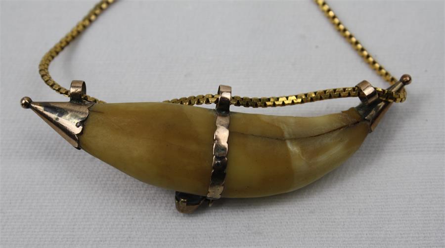 A Victorian Jaguar / Tiger tooth necklace on 9ct gold chain, semi ...