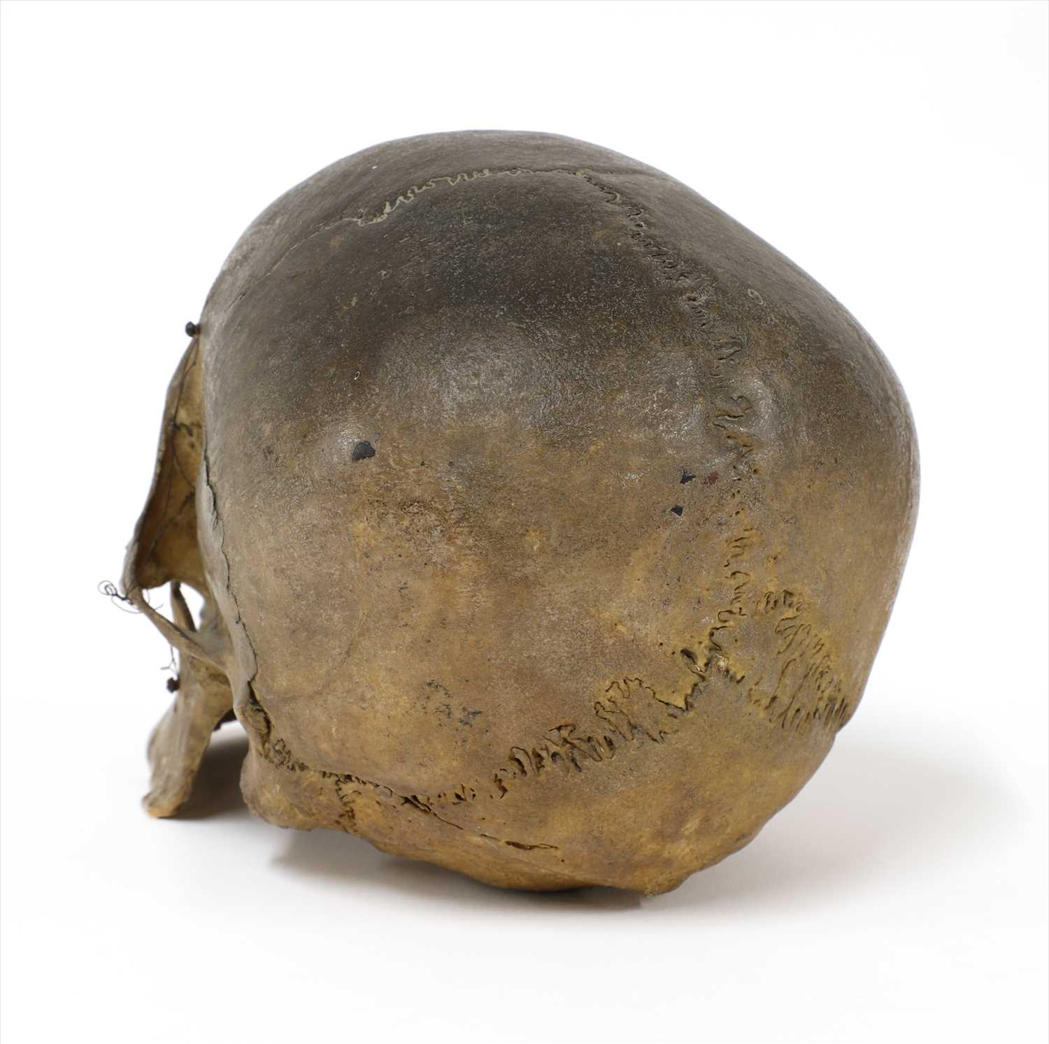 A MALE HUMAN SKULL , 18th century, with hinged lower jaw and ten teeth ...