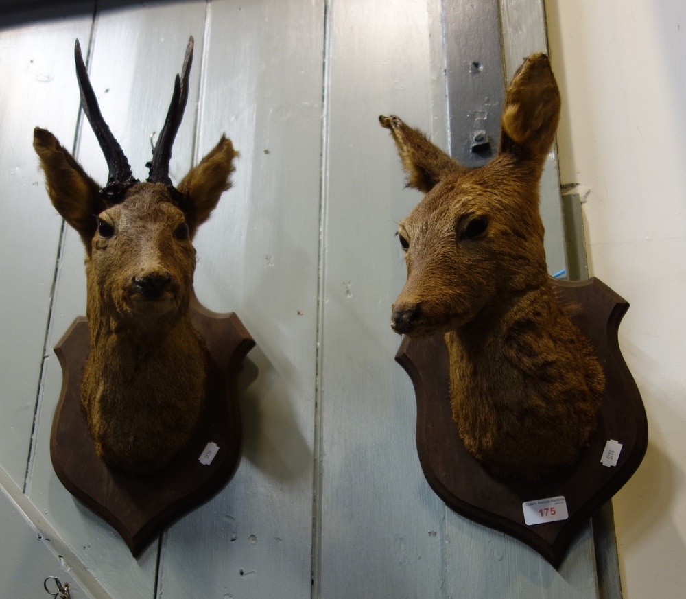 TAXIDERMY: A pair of deer heads mounted on shields