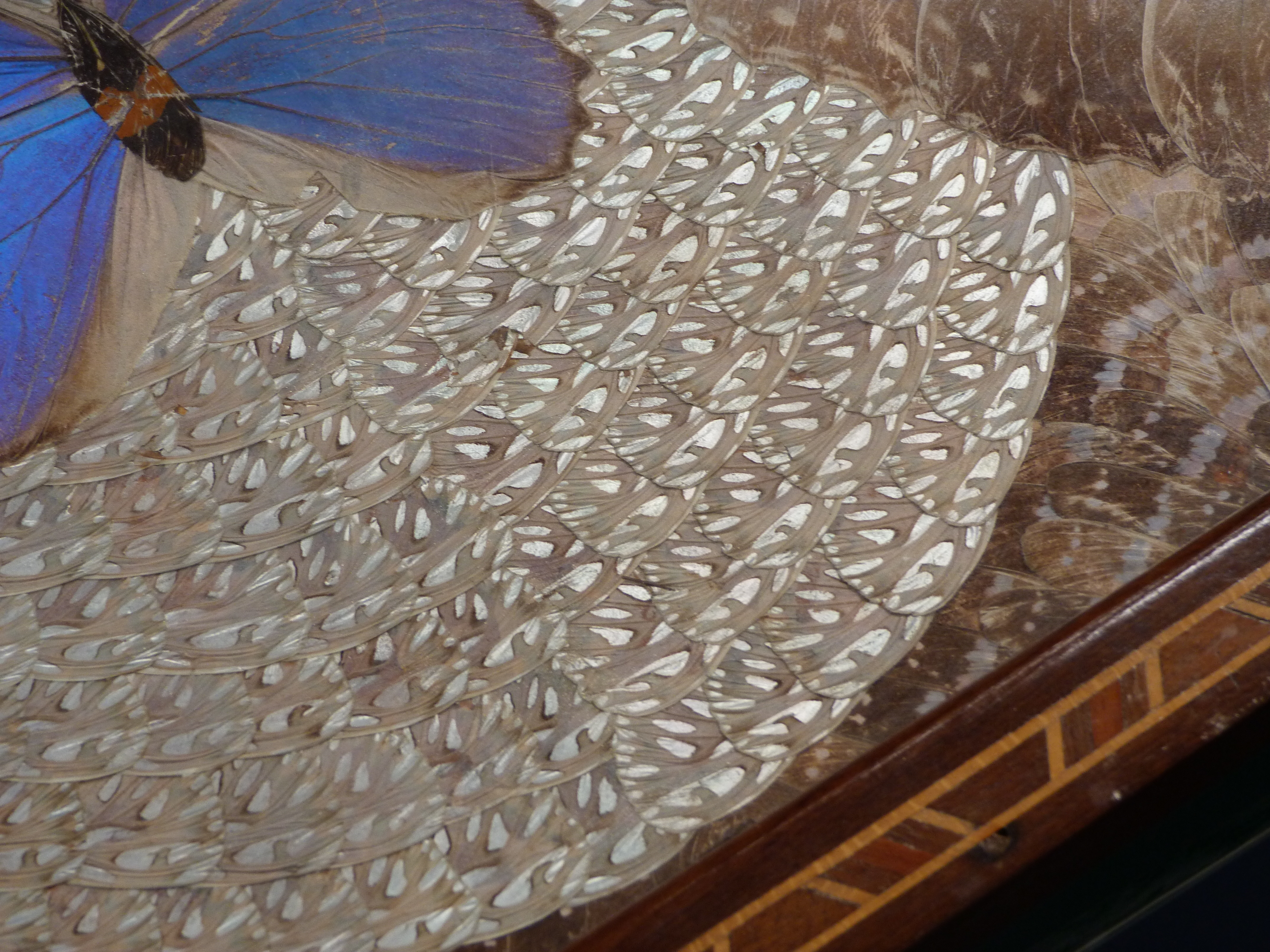 A Hardwood Inlaid Butterfly Wing Tray (est. £50-£80)