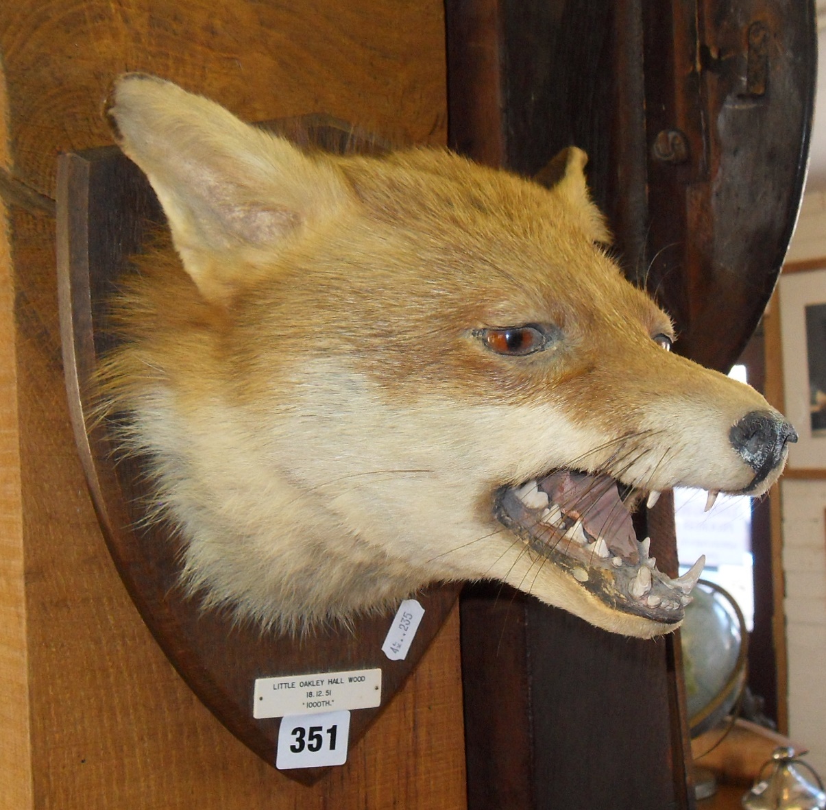 Taxidermy: Mounted fox head with Taxidermist's label