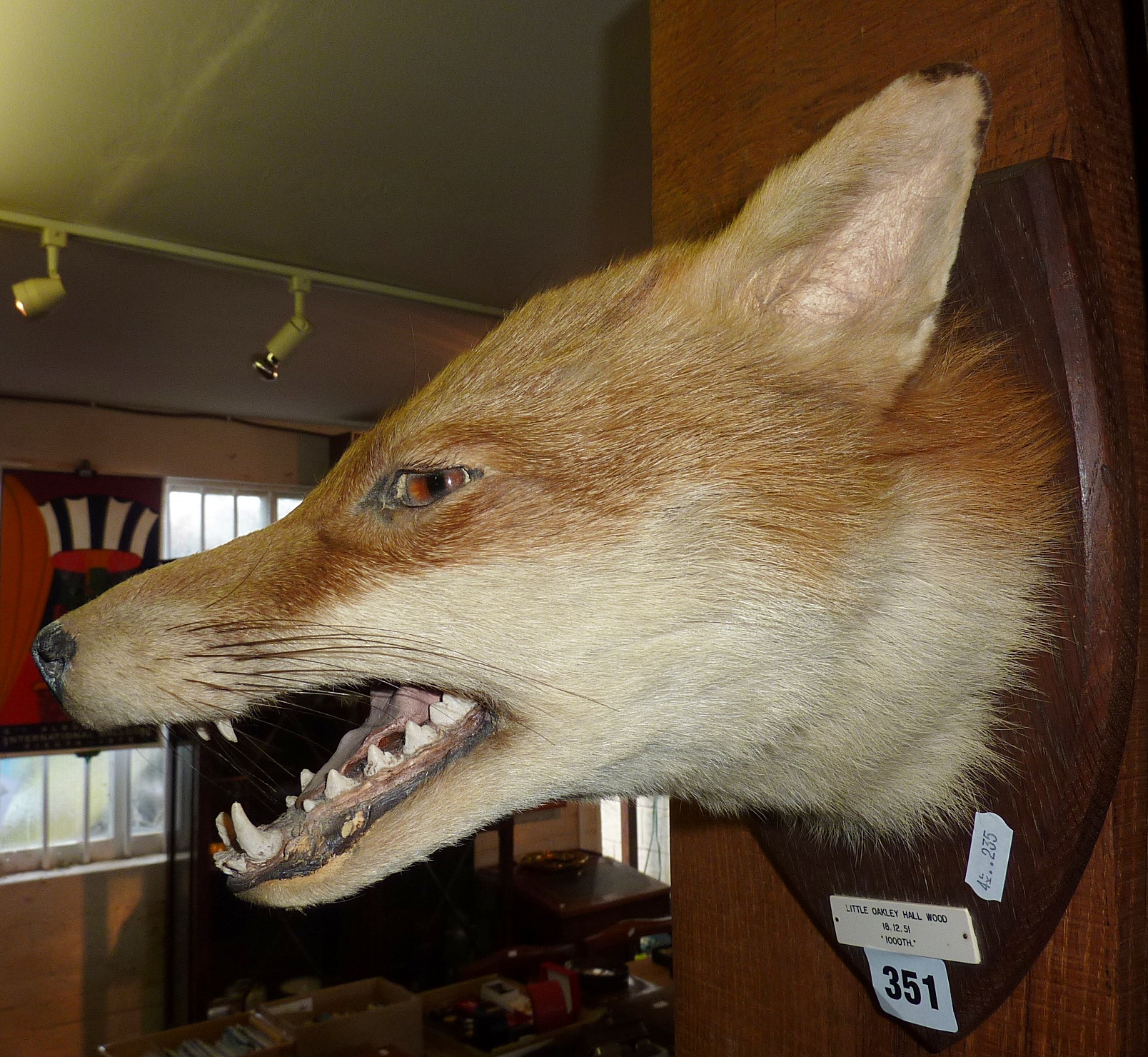 Taxidermy: Mounted fox head with Taxidermist's label