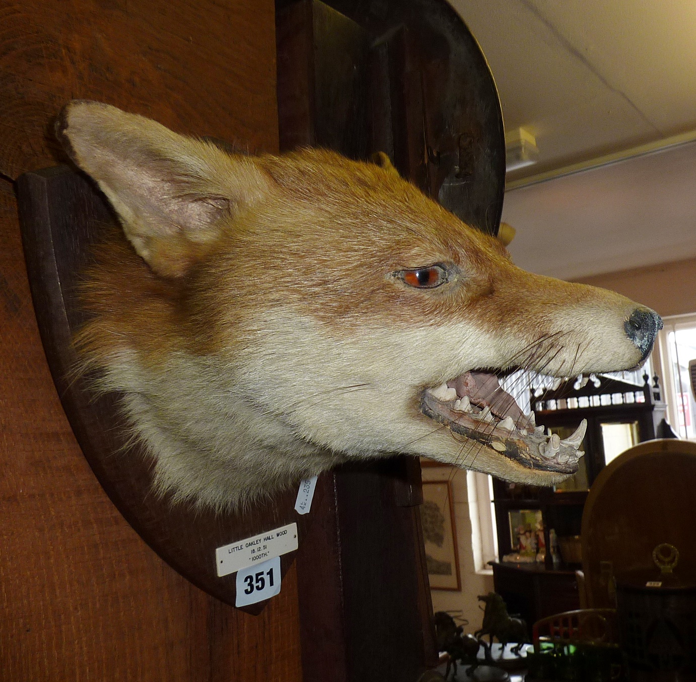 Taxidermy: Mounted fox head with Taxidermist's label