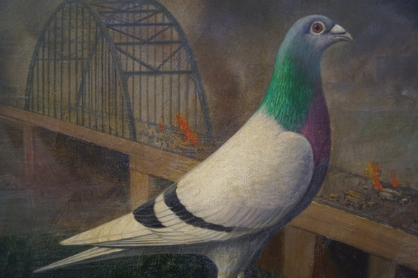 Early 20th century, The Racing Pigeon 'William of Orange', winner of ...