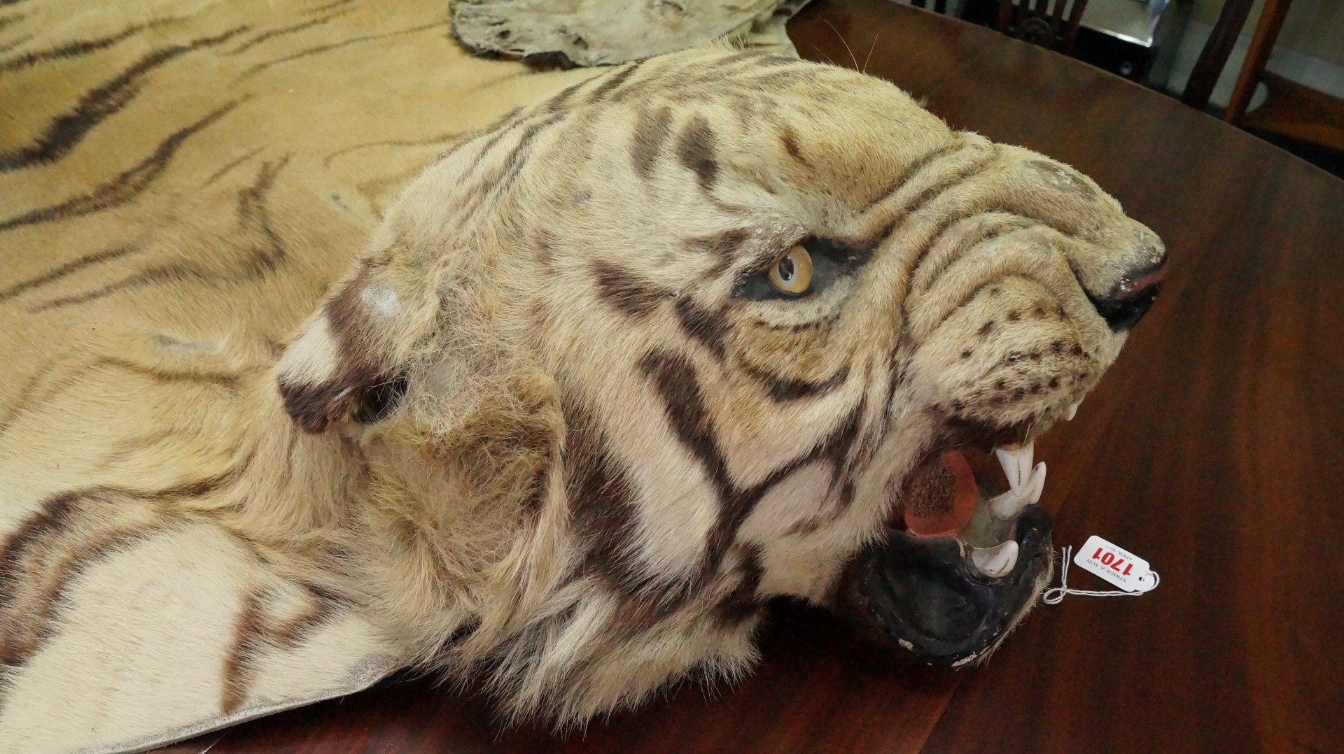 Taxidermy: a full tiger skin rug with head mount, attributed to Van ...