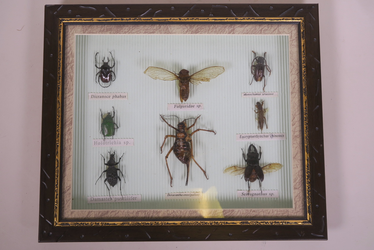 A framed specimen insect display, 13" x 11"