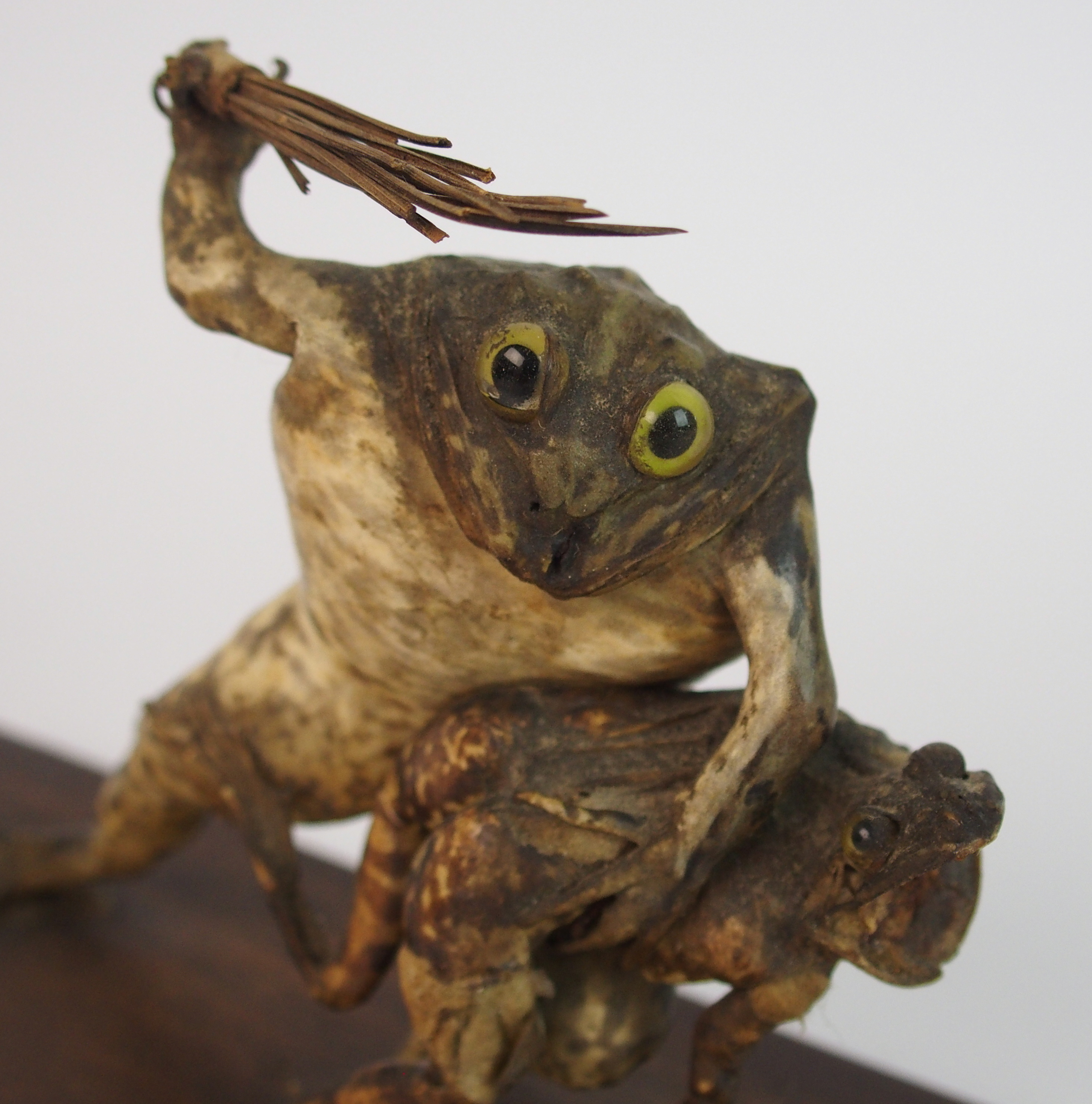 A novelty Victorian frog taxidermy group the larger frog thrashing a ...