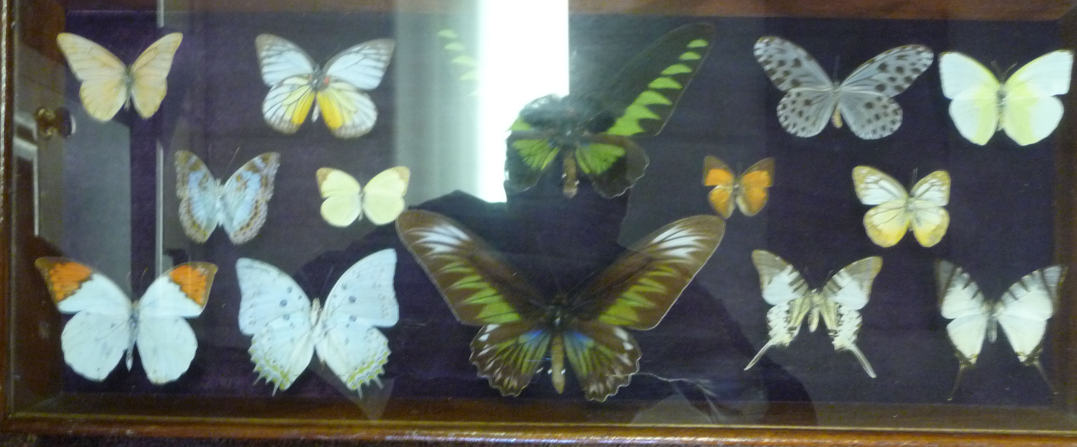 A lepidopterist's collection, displayed in four identical glazed box ...