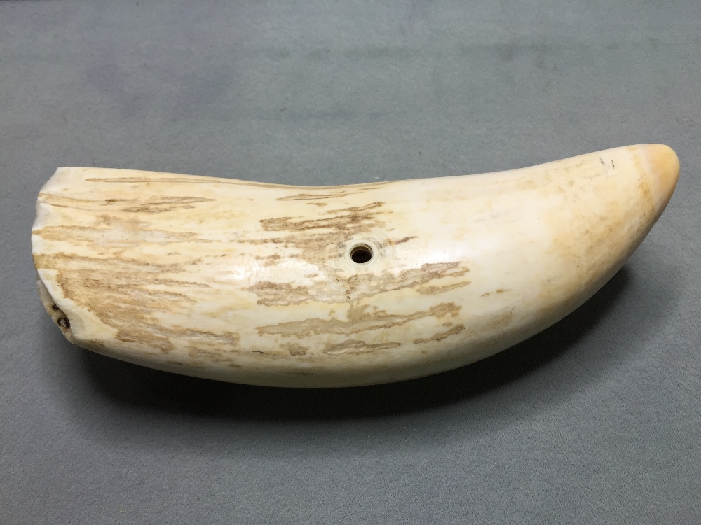 A mid 20th century carved sperm whale tooth Decorated with seals and ...