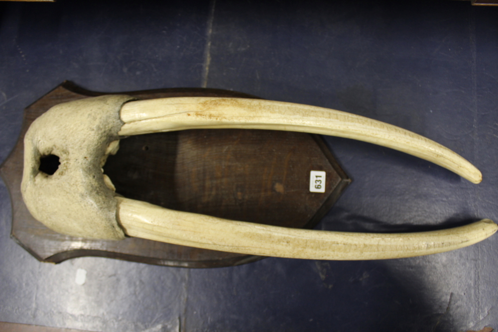 AN ANTIQUE MOUNTED WALRUS SKULL WITH IMPRESSIVE TUSKS MEASURING 55 AND ...