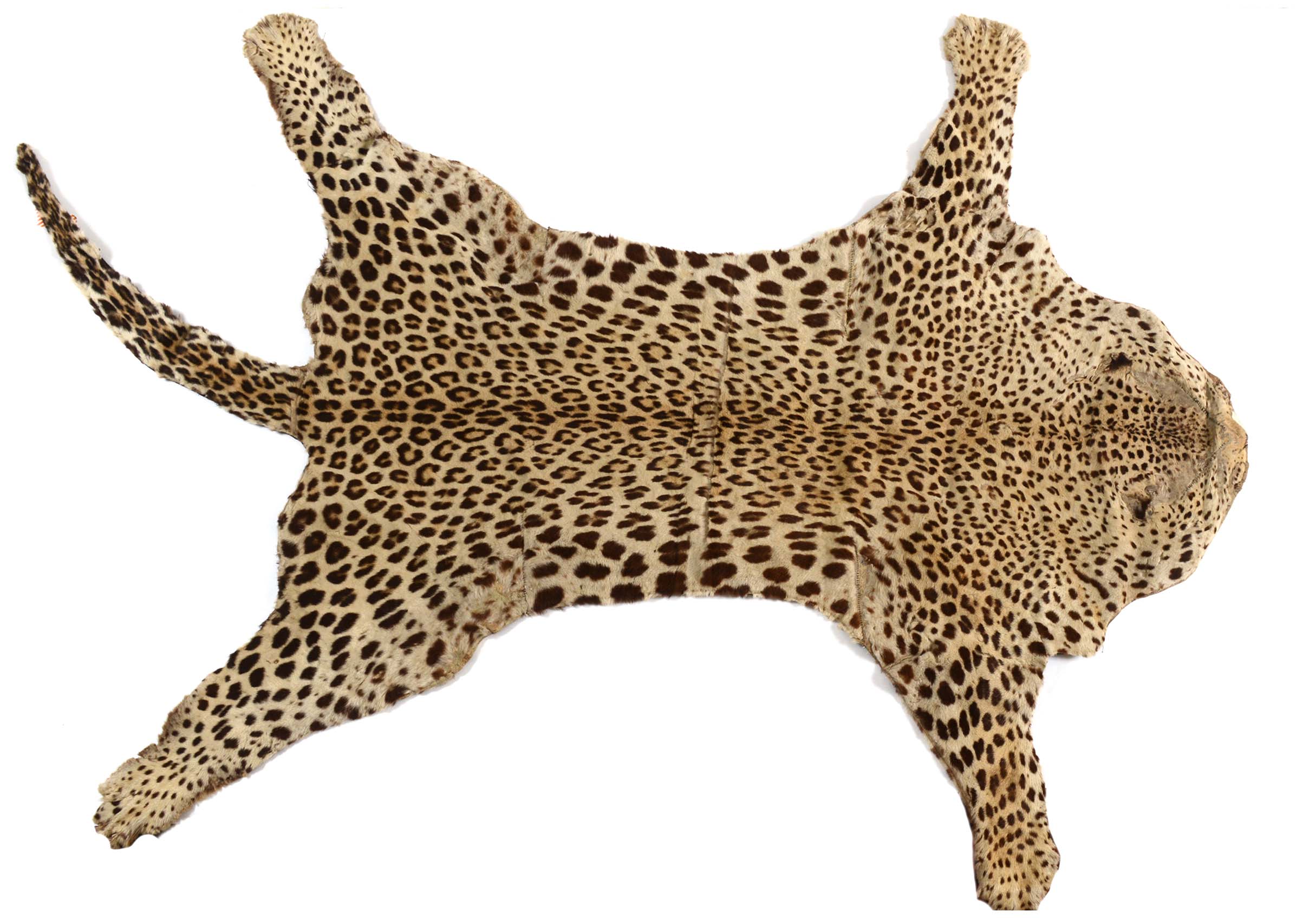 LEOPARD SKIN a Leopard skin mounted on a material backing. Some damages ...