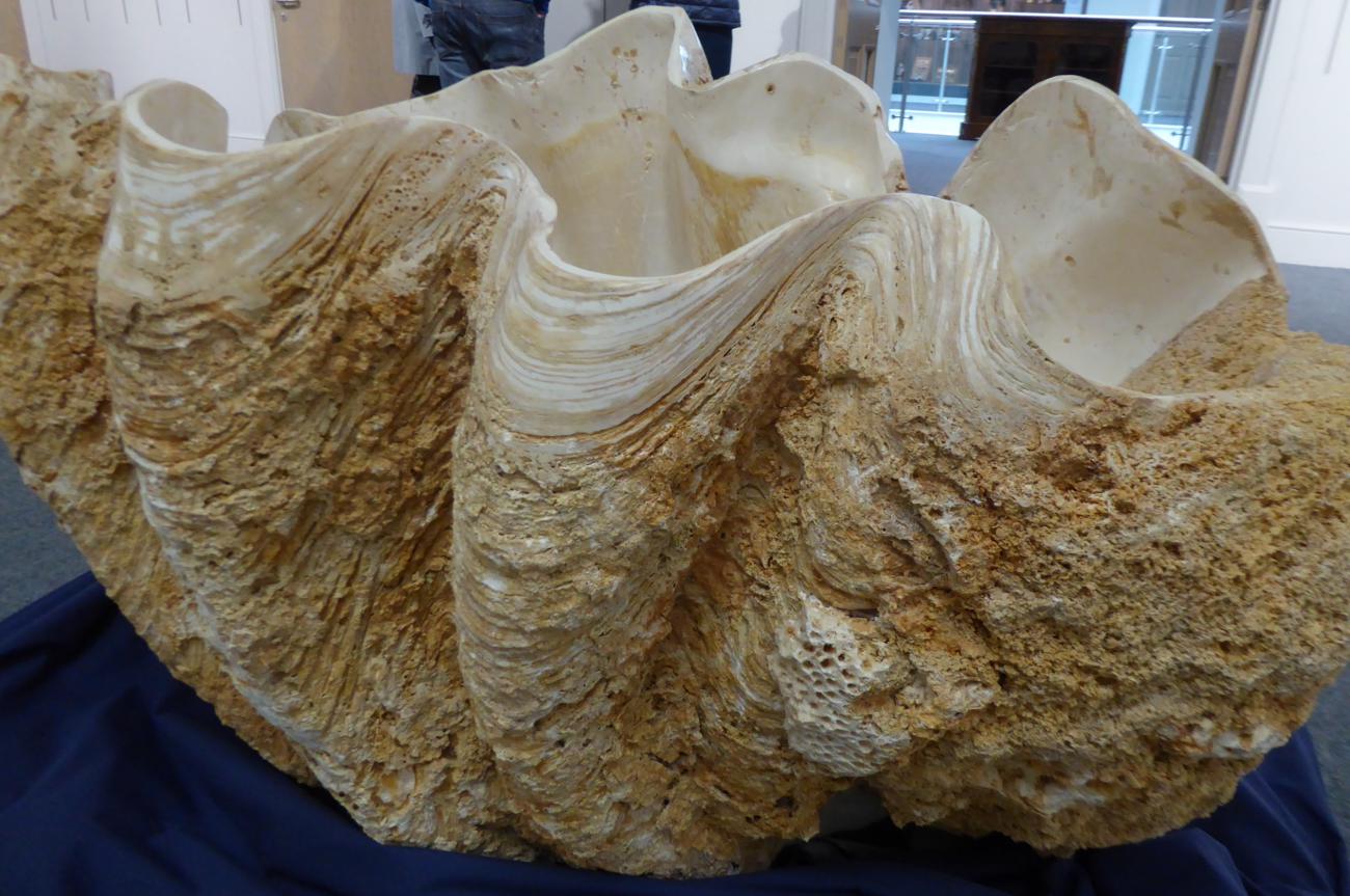 A Giant Fossilised Clam Shell (Tridacna gigantea), dated to 180-240,000 ...