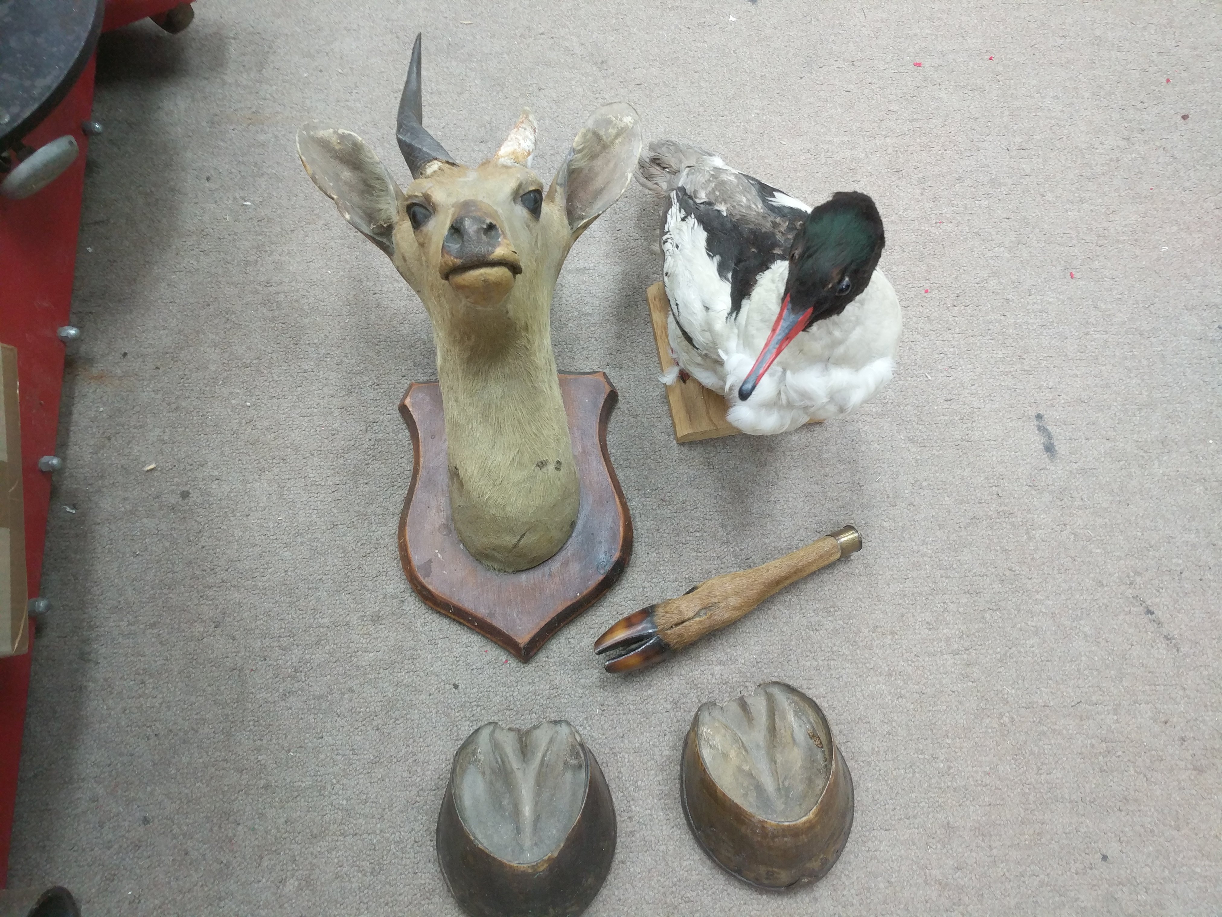 A collection of taxidermy items to include a deers head, a deers foot ...