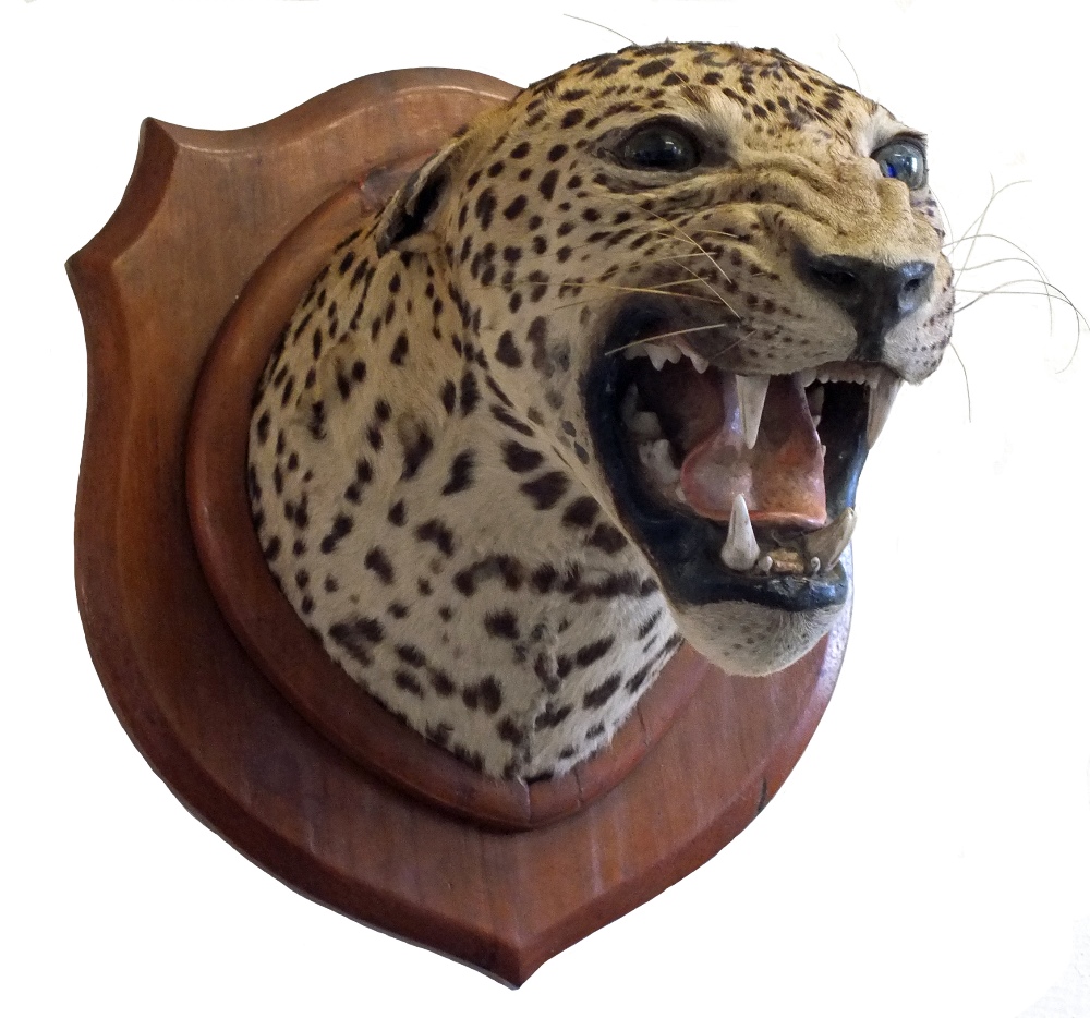 A Victorian taxidermy African Leopard head and neck mounted on a wooden ...
