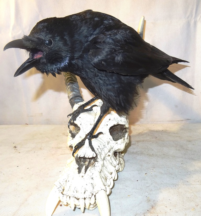 A Taxidermy of a Crow Standing on a 3-horned Skull: Height 33cm x 29cm