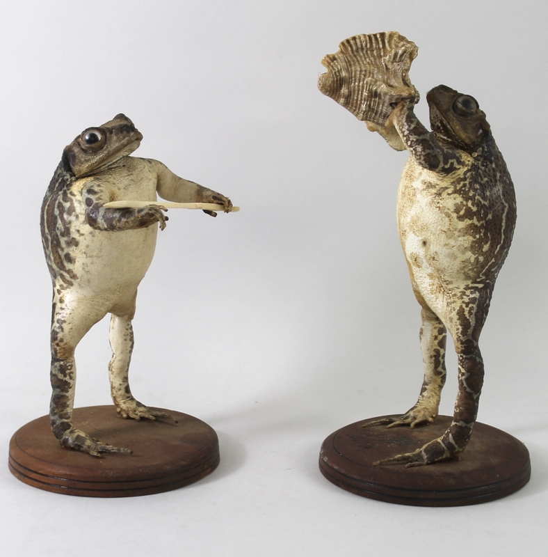 Taxidermy: two Cuban frogs, the one with a sword, the other blowing a ...