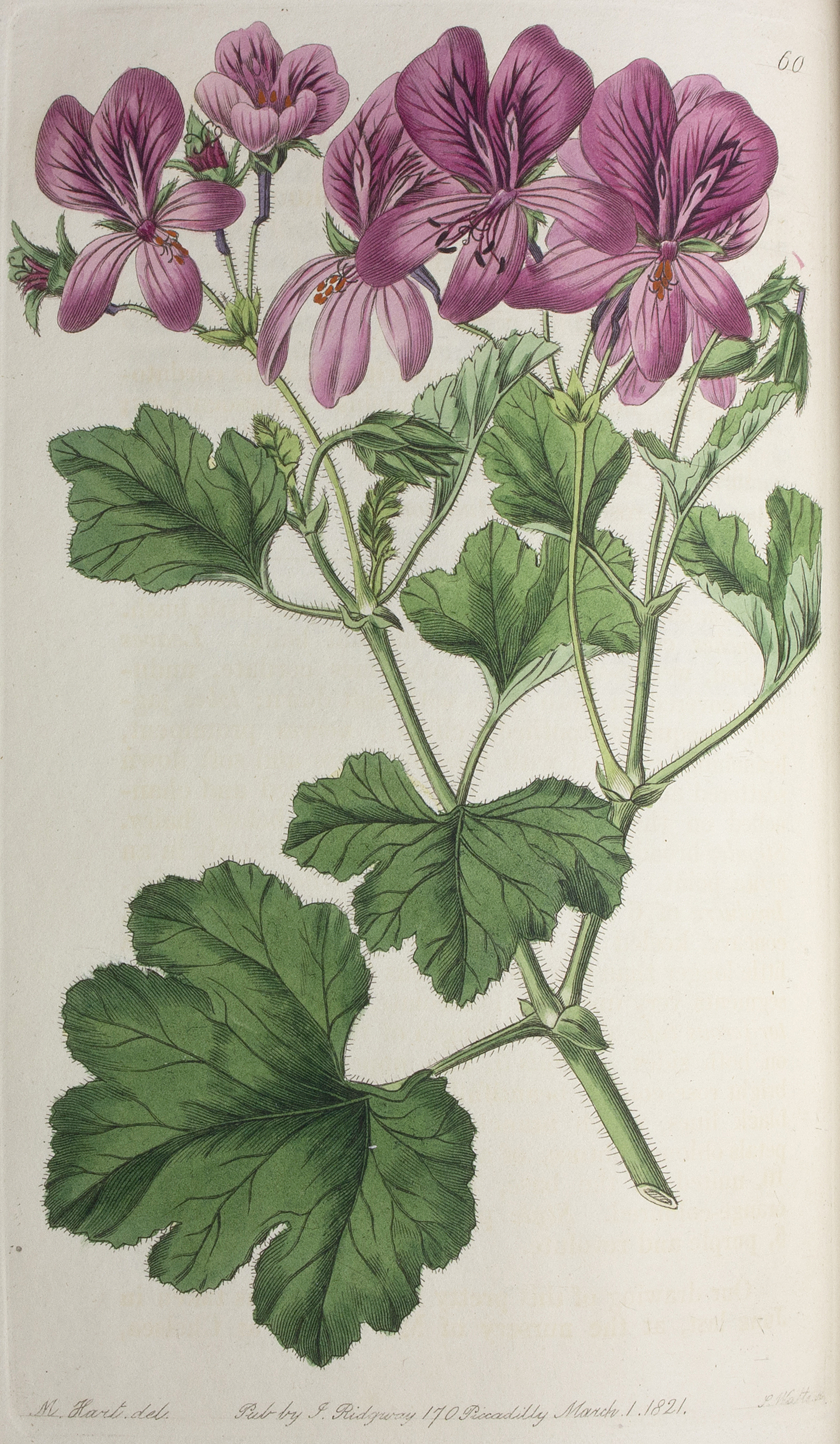 Sweet (Robert) Geraniaceae. The Natural Order of Gerania, 4 vols., 1820 ...